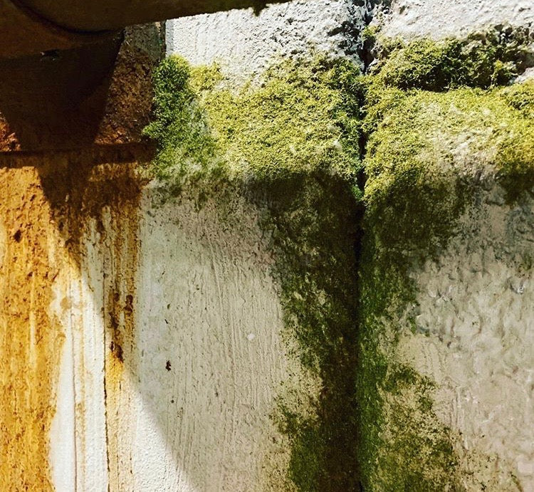 Spore (16oz) - ShopBrutalRust